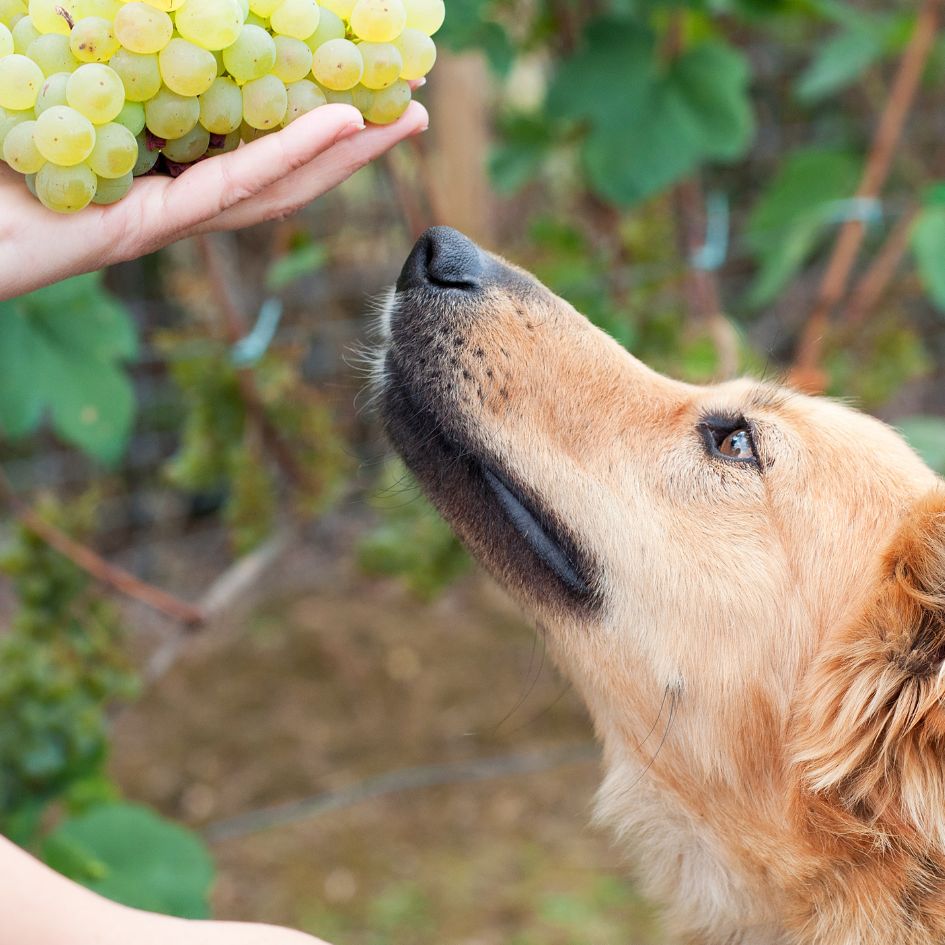 Dog First Aid Guide | Treating Dog Injuries at Home – Pet Vet Products