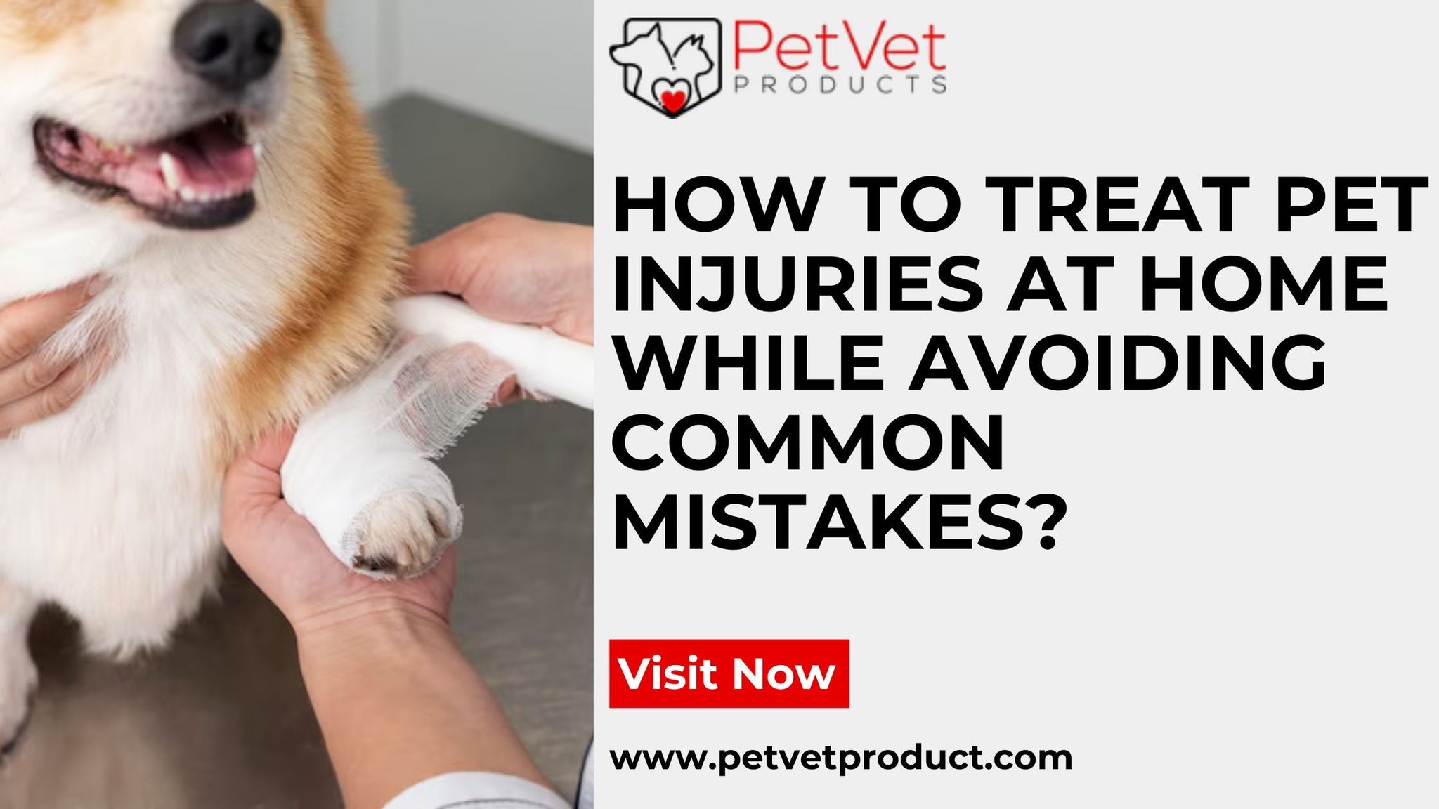 How to Treat Pet Injuries at Home While Avoiding Common Mistakes? – Pet ...