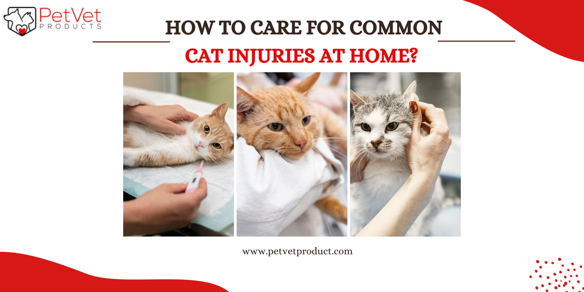 How to Care for Common Cat Injuries at Home? – Pet Vet Products